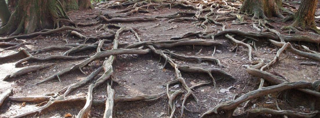 Cómo evitar que las raíces de un árbol sigan creciendo